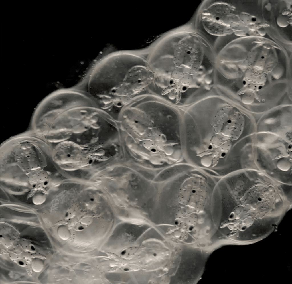 Το καλαμάρι και ο ανθρώπινος εγκέφαλος αναπτύσσονται με τον ίδιο τρόπο, παρά την απόκλιση πριν ...